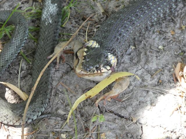 Mahlzeit - RINGELNATTER FRISST FROSCH - Eisenstadt
