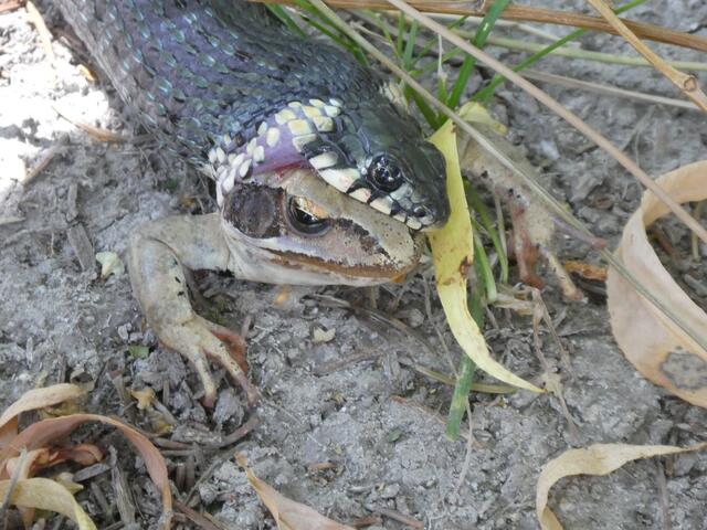 Mahlzeit - RINGELNATTER FRISST FROSCH - Eisenstadt