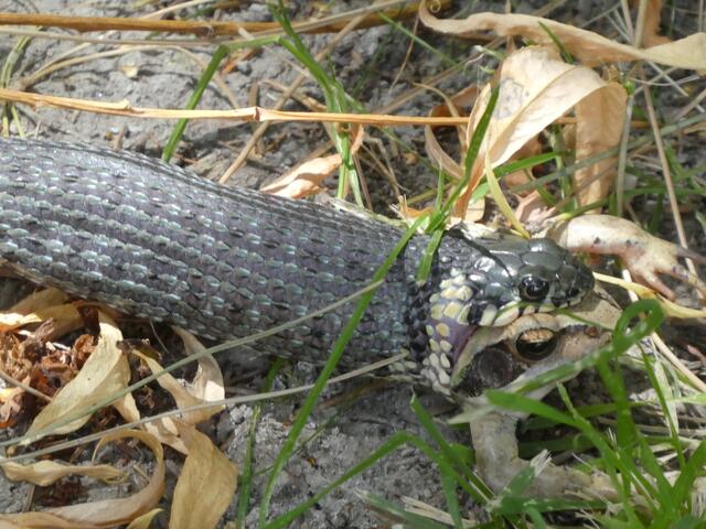 Mahlzeit - RINGELNATTER FRISST FROSCH - Eisenstadt