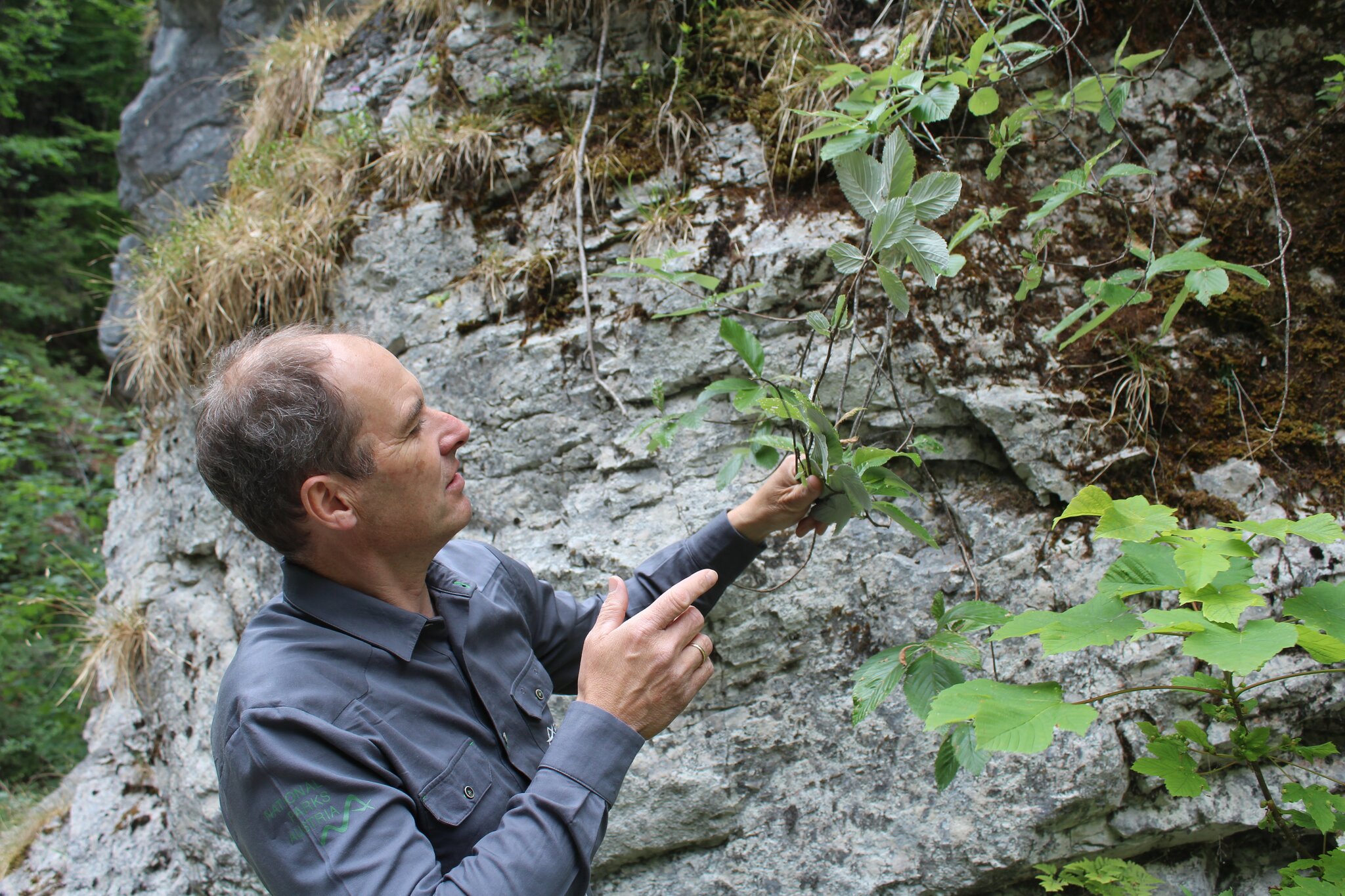 Seltene Baumarten im Nationalpark Kalkalpen: Von Liebesbäumen und ...