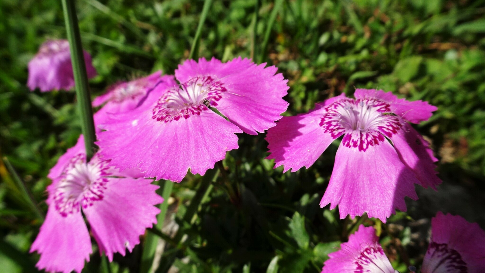 Wunder der Natur - Nelkengewächse: Dianthi alpini, die Alpennelken ...
