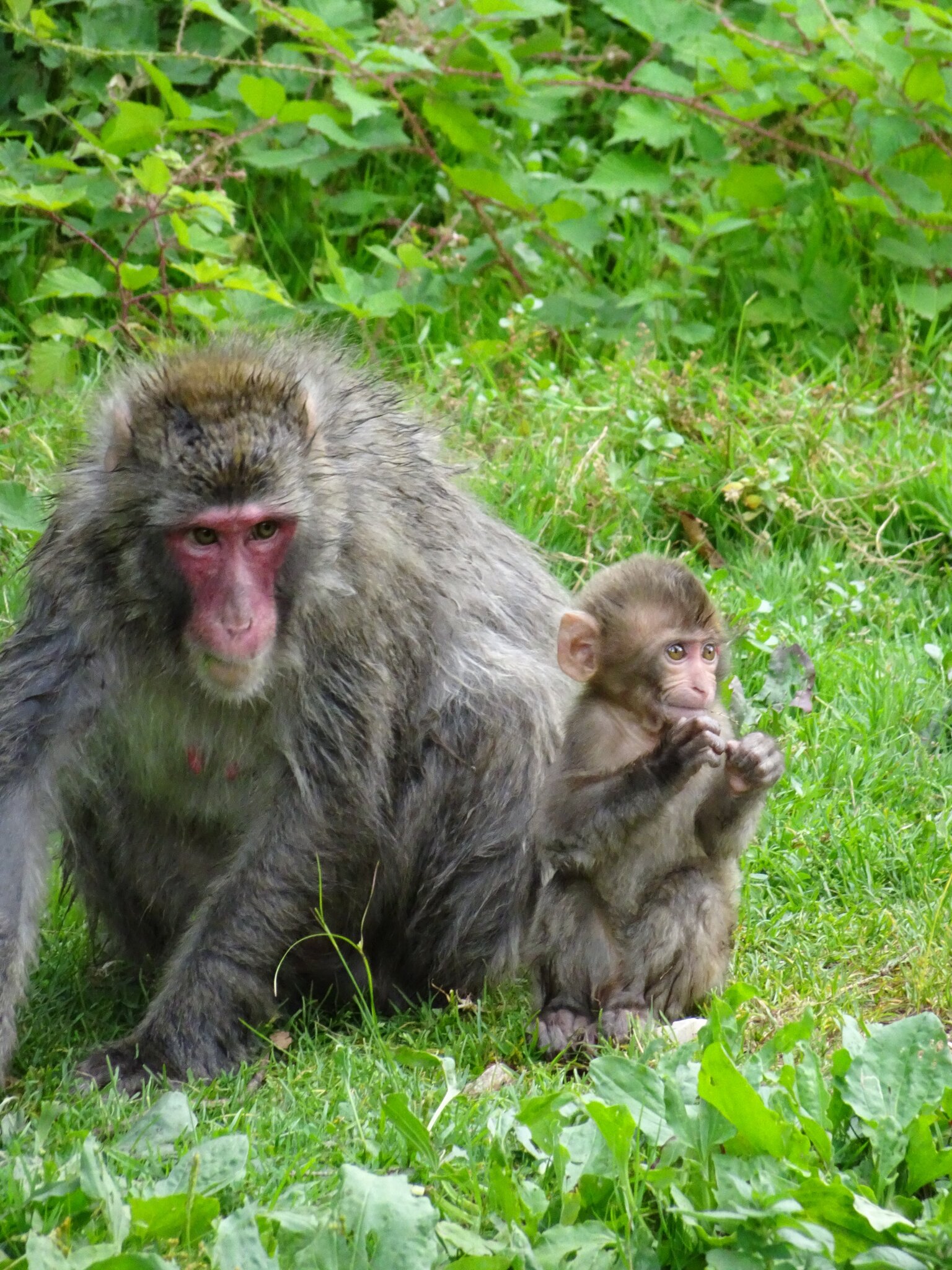 Spaß und Aktion für die ganze Familie!: Affenberg und Adlerarena muss ...