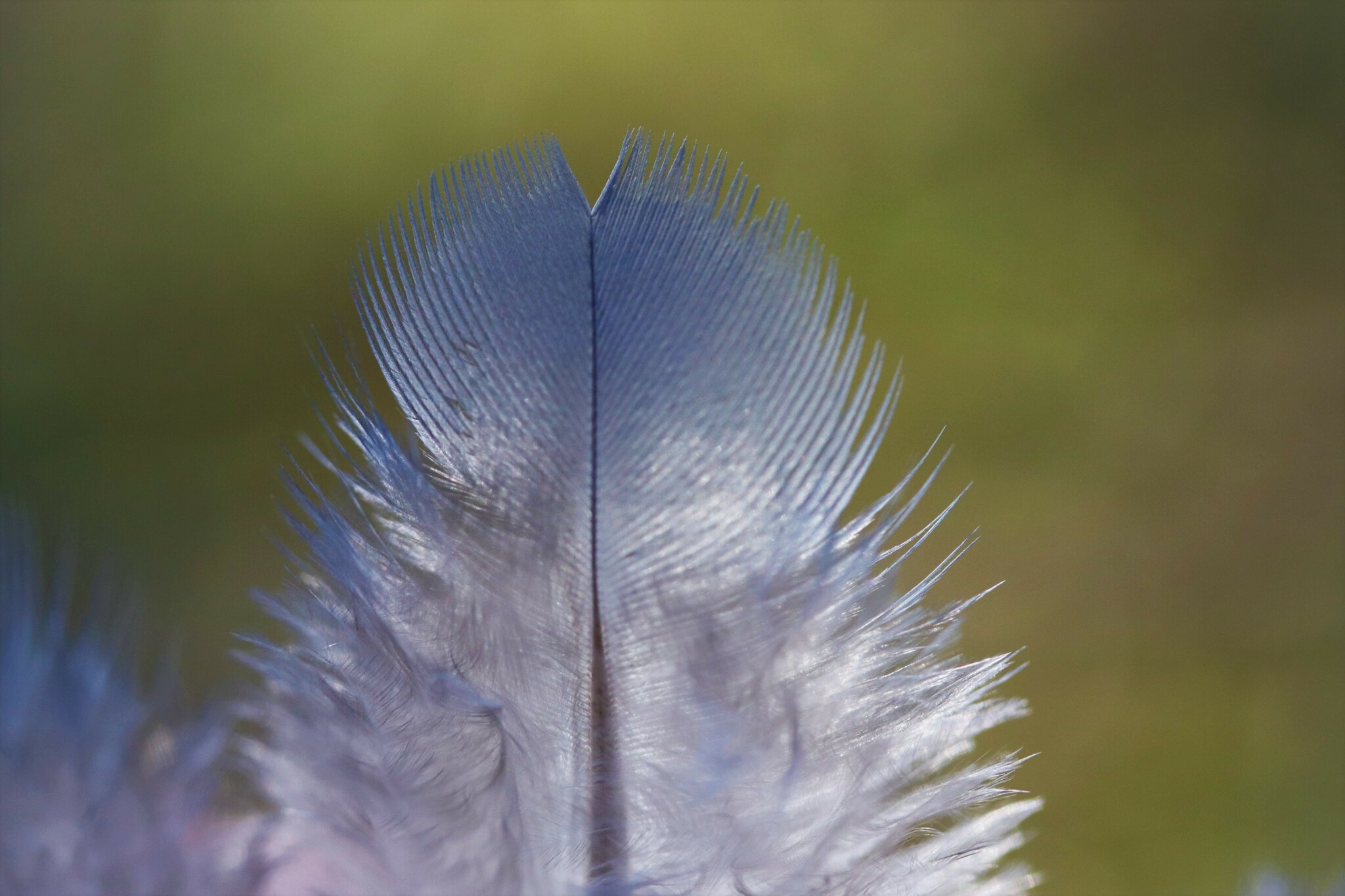 Vogelfedern im Wald: **FEDERN-SPIEL** - Vöcklabruck