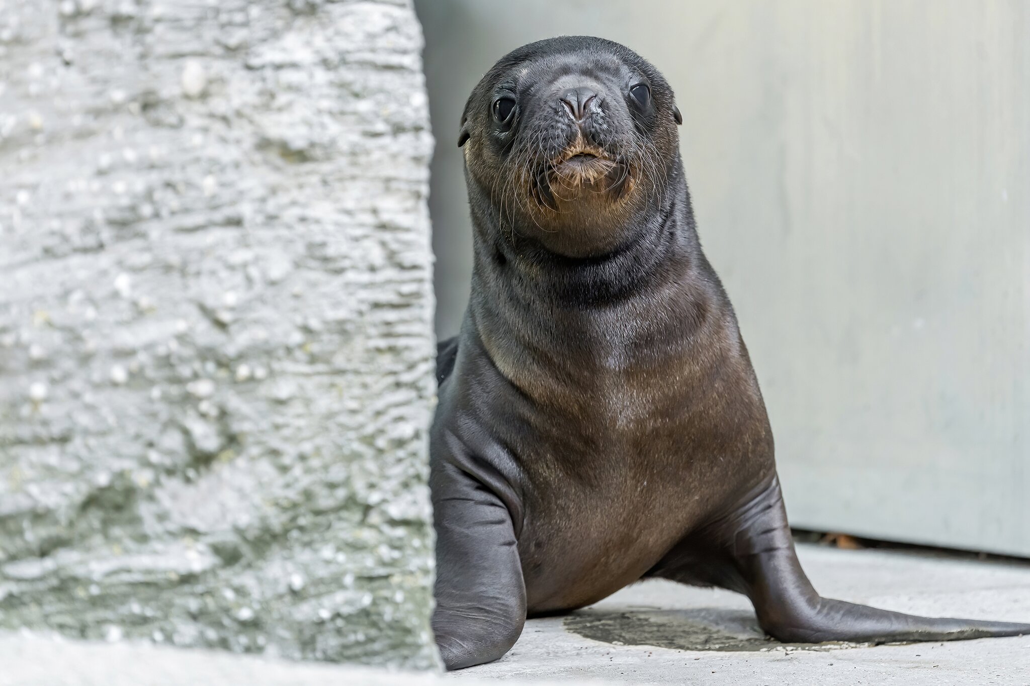 Tiergarten Schönbrunn: Robben-Baby zeigt sich in der Öffentlichkeit ...