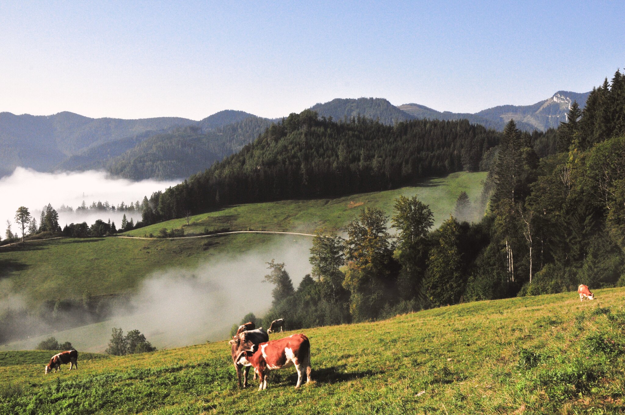 Alm und Stadt: Urbane Zentren und die Almen - Steiermark
