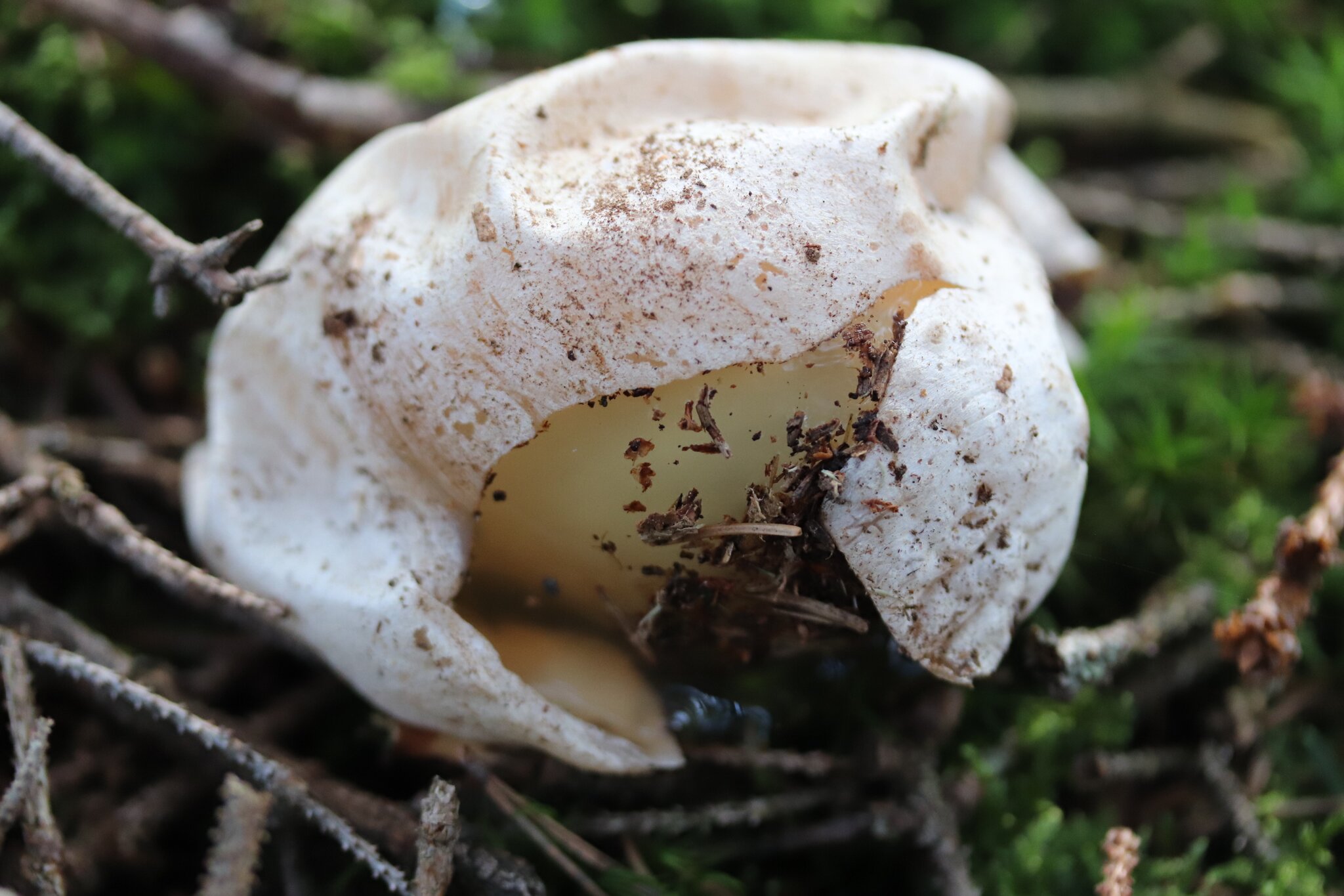 STINKMORCHEL/Heilpilz: Ein *HEXENEI*, dass man essen kann.....😮 ...