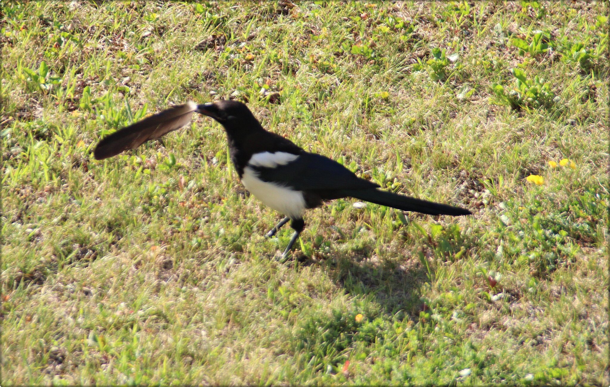 Die Elster - St. Veit