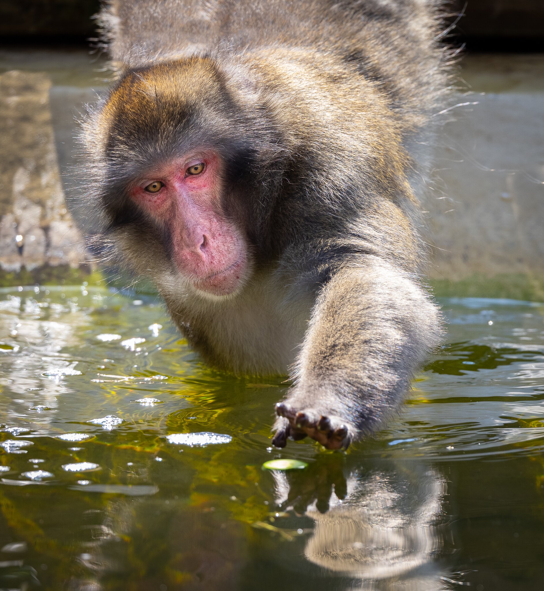 AFFENBERG - LANDSKRON: AFFENBERG - LANDSKRON - Villach