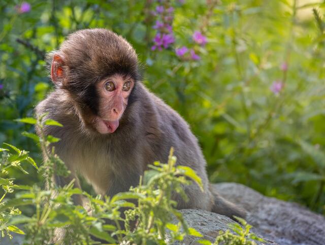 AFFENBERG - LANDSKRON: AFFENBERG - LANDSKRON - Villach