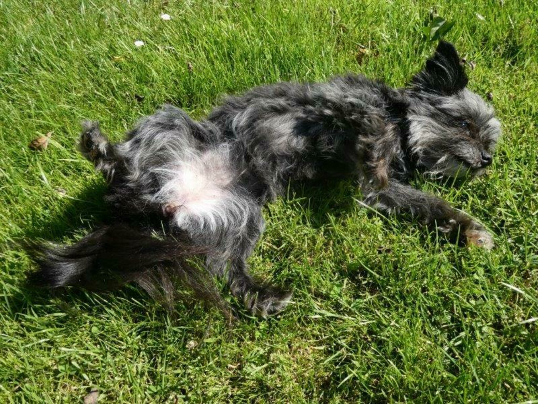 Wuff: Hunde mag ich total gerne! - Hollabrunn