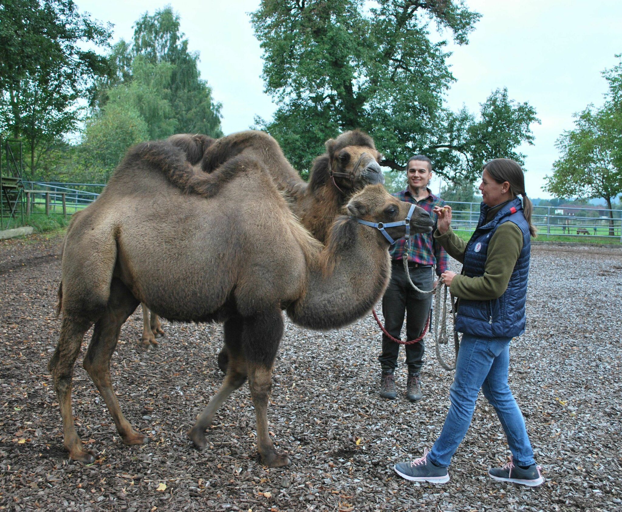 Tiergarten Walding: Schulbeginn für die bezaubernde „Jeannie“ - Urfahr ...
