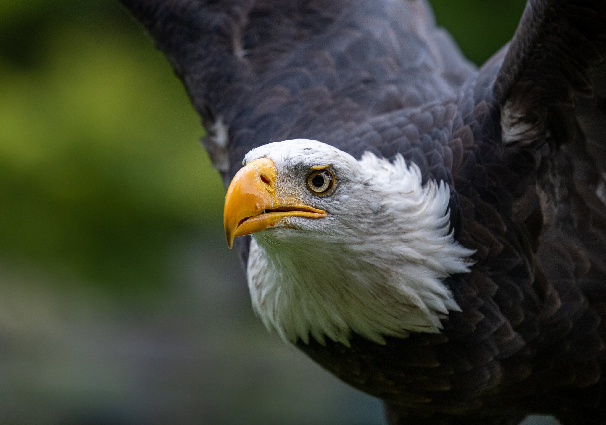DER HELDENBERG: Ausflug zum Heldenberg wo gleich mehrere interessante ...