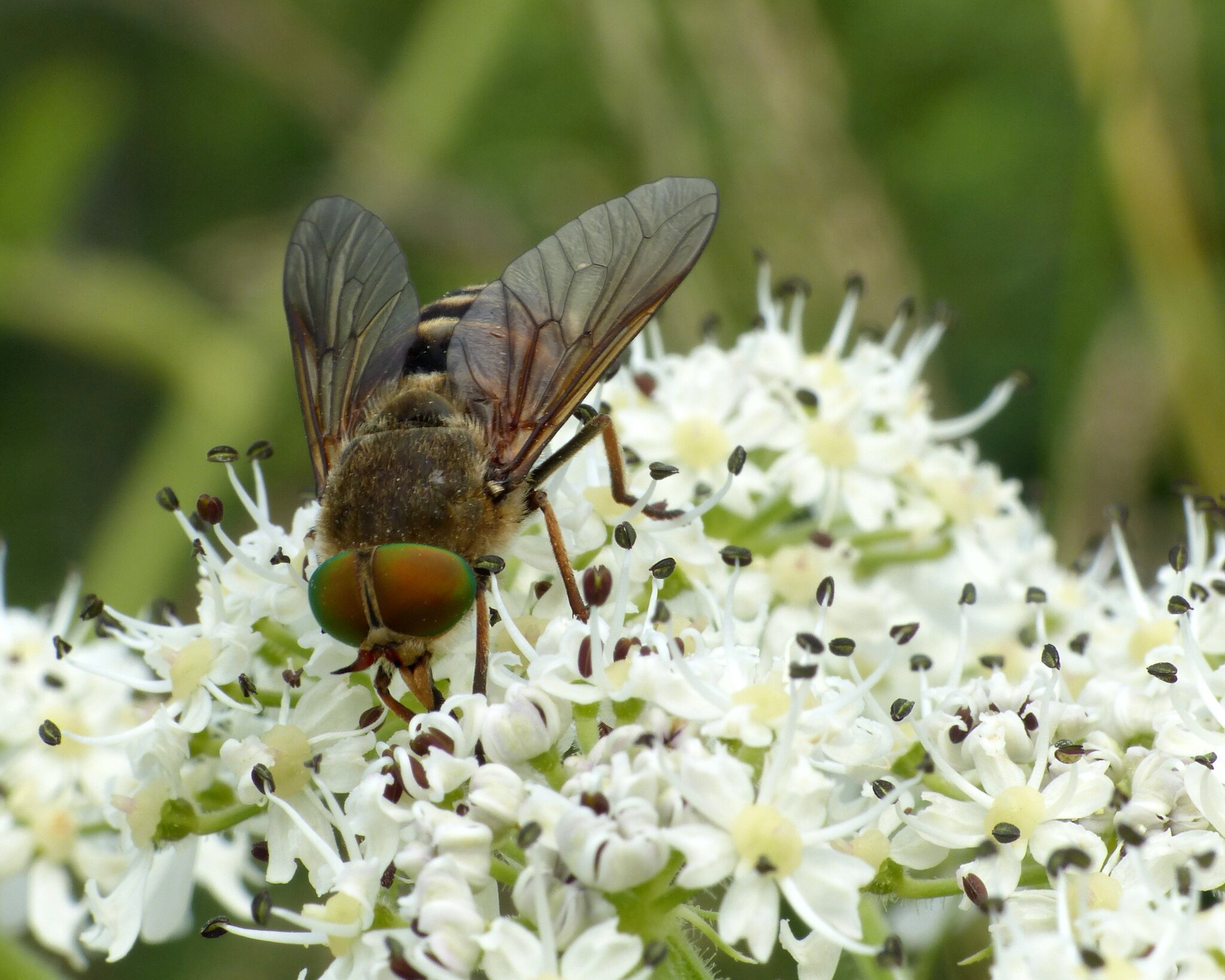 Bremse - Atylotus rusticus - Ottakring