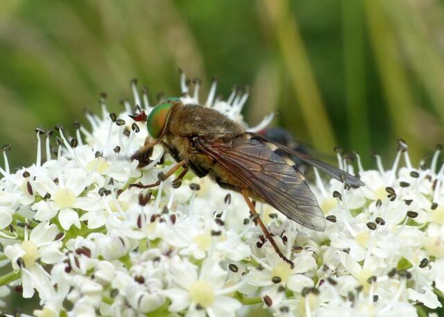 Bremse - Atylotus rusticus - Ottakring