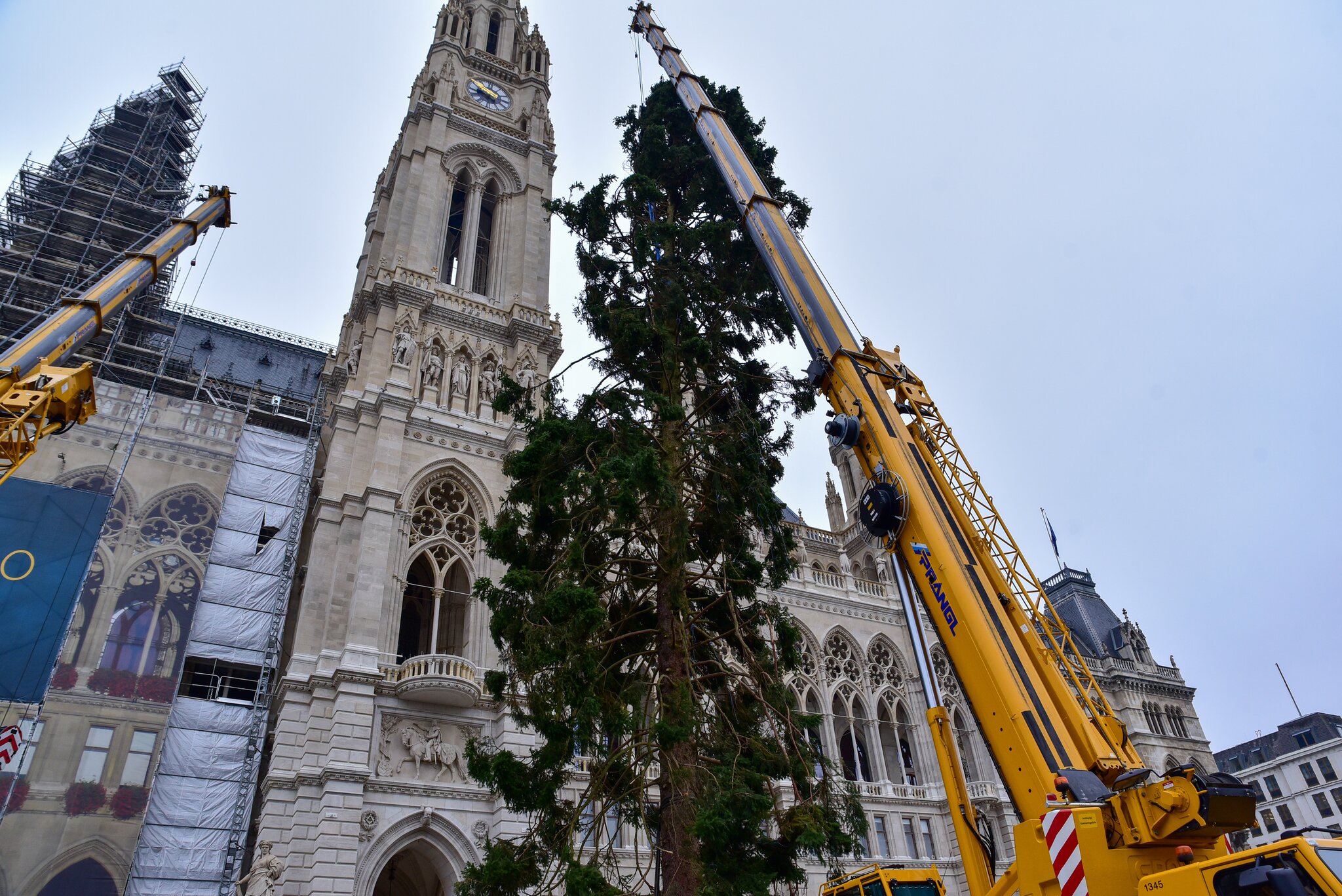 Weihnachten: Der Christbaum steht am Rathausplatz - Wien