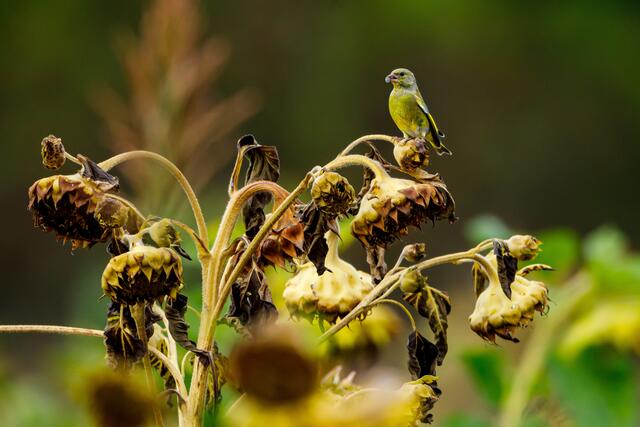 Vogelsterben: Bald verstummen bestimmte Vogelarten für immer ...