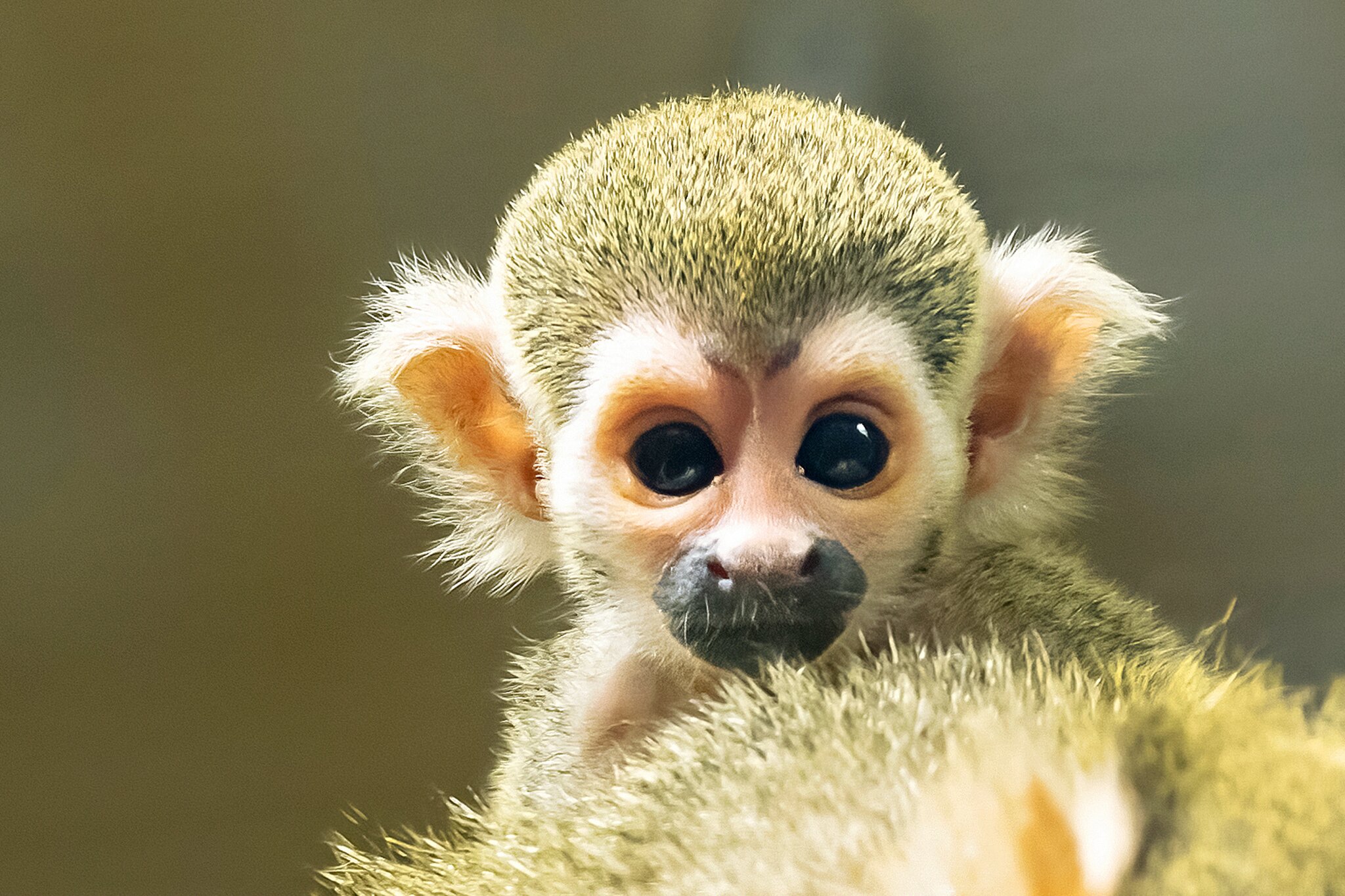 Tiergarten Schönbrunn: Entzückende Affenbabies begeistern Besucher (mit ...