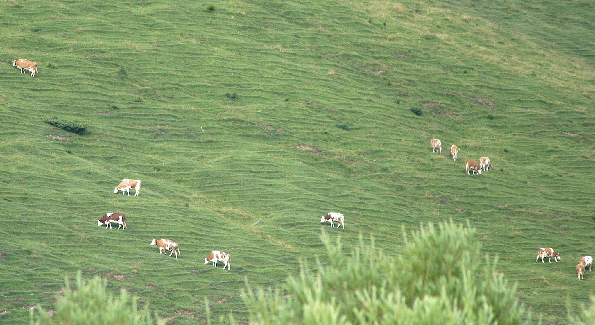 Landwirtschaftskammer: Jahresschwerpunkt 2022 LK Tirol: Ökologisierung ...