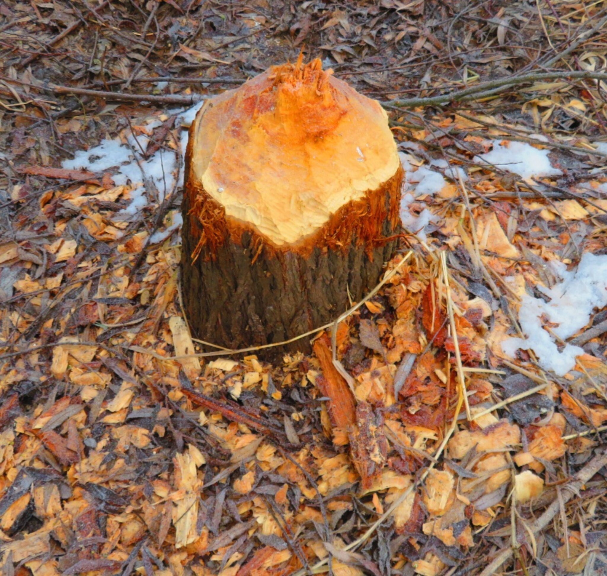 Fleißige Biber: Biber beim Klinikum Klagenfurt - Villach