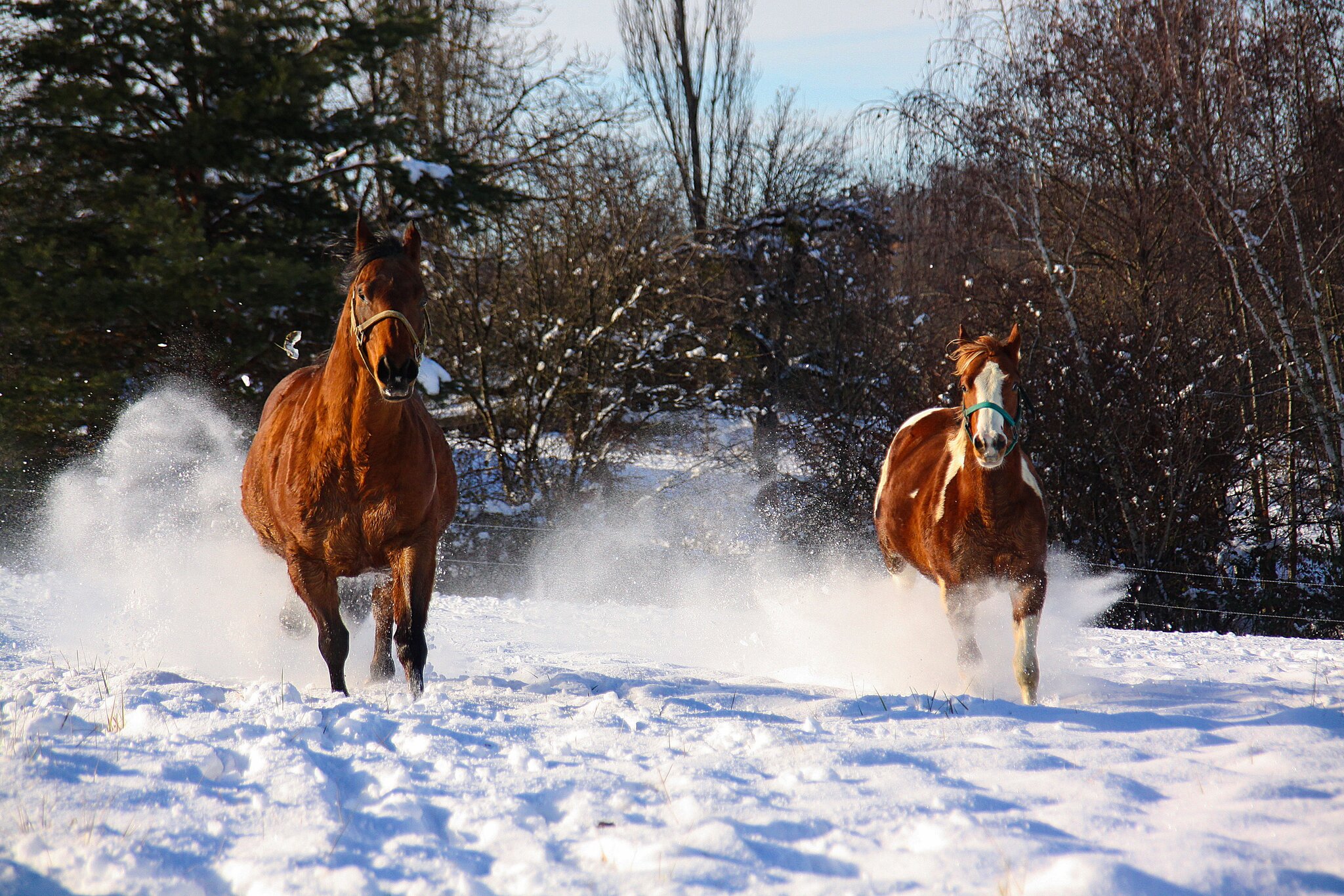 Vincent und Fleckerl haben Spaß im Schnee - Waidhofen/Thaya