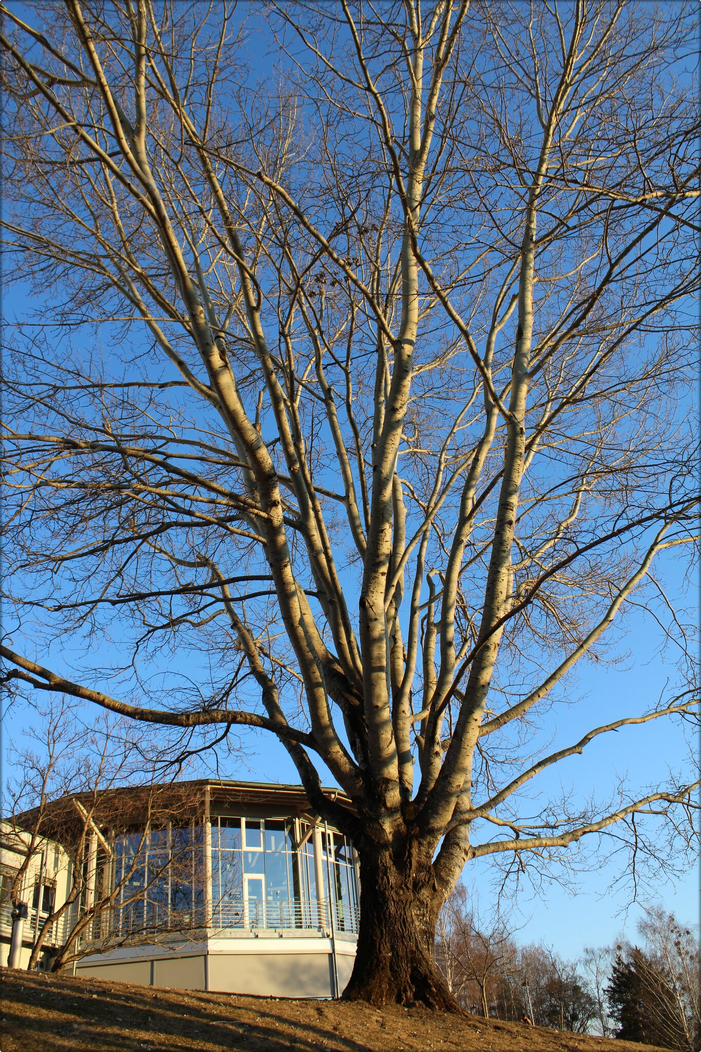 Die Pappeln - St. Veit