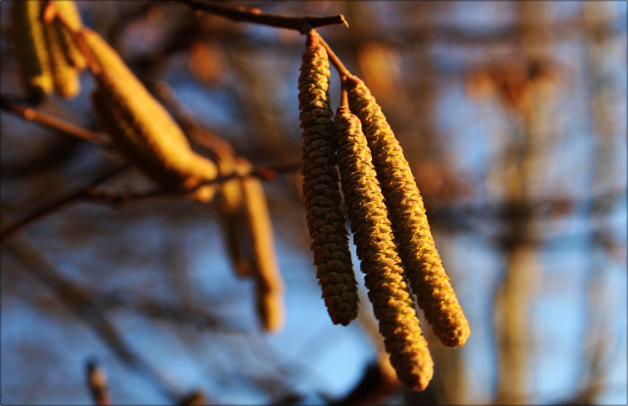 Die Gemeine Hasel - St. Veit
