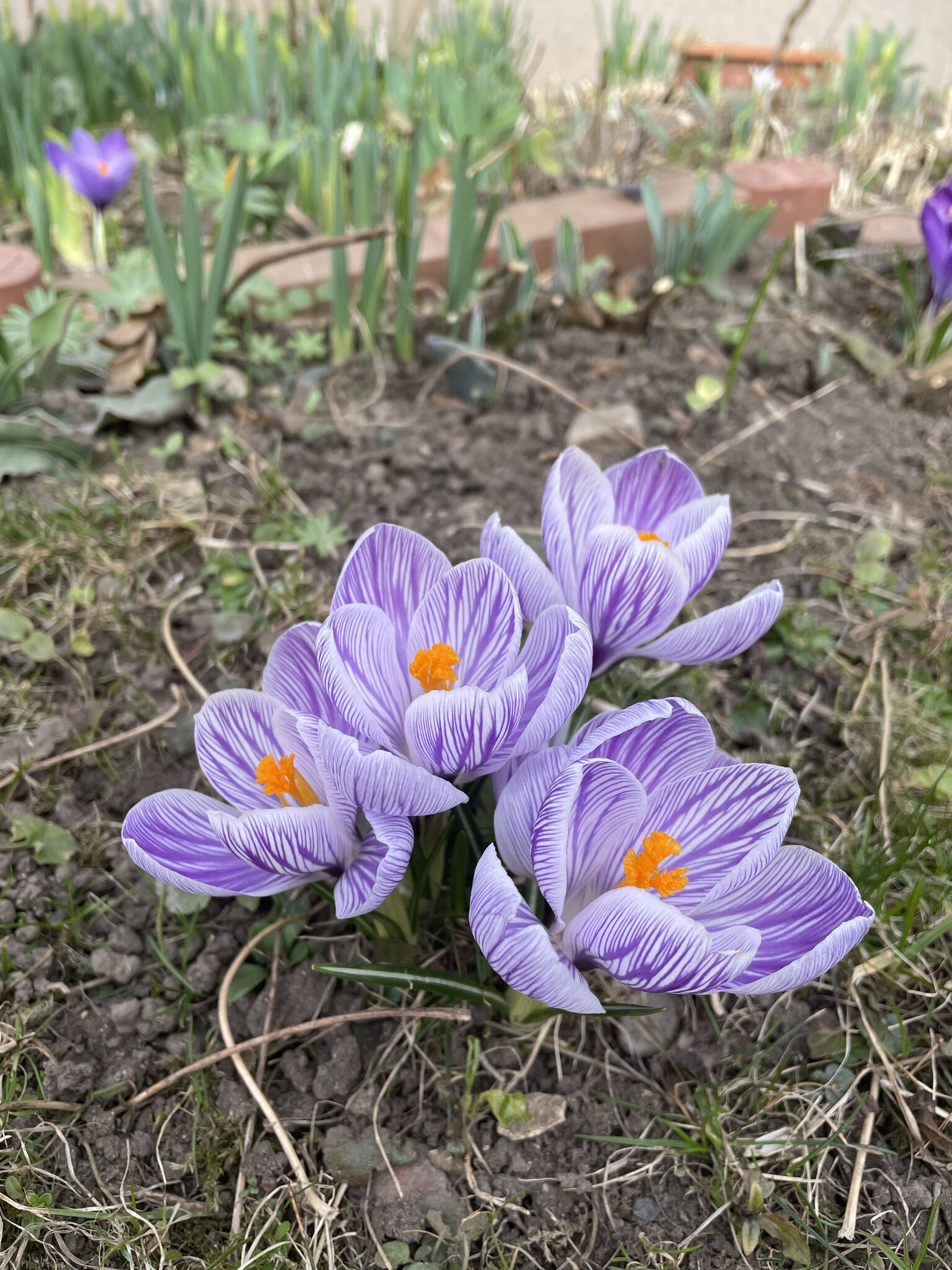 Die Gartensaison hat wieder begonnen: Blumige Exoten im eigenen Grün ...