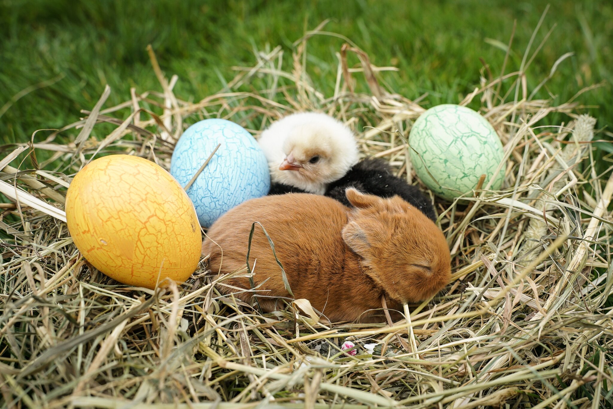 Themenführungen: Im Naturhistorischen Museum erfährt man alles über ...