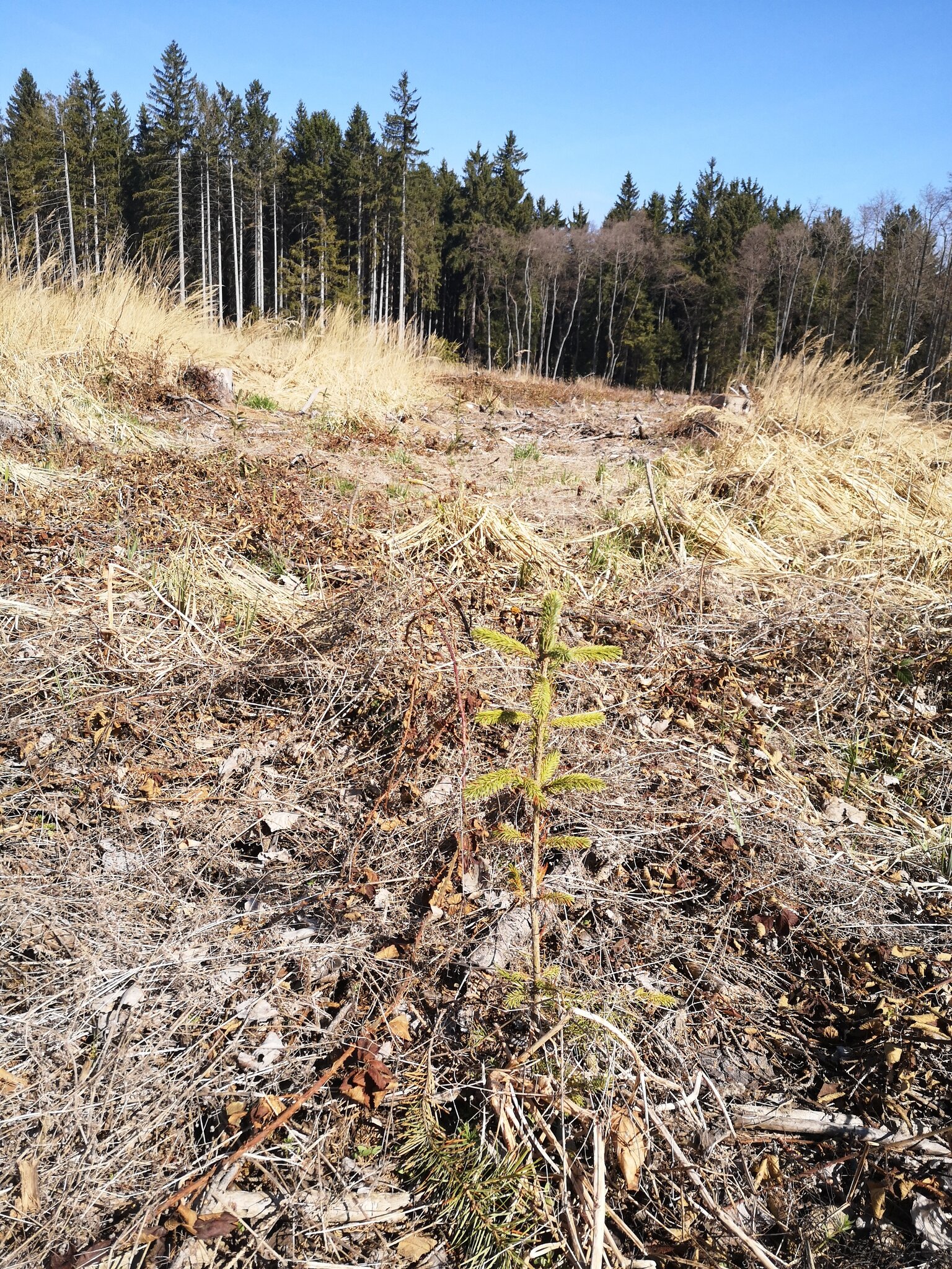 Bezirksbauernkammer: Trockenheit macht unseren Wäldern zu schaffen - Zwettl