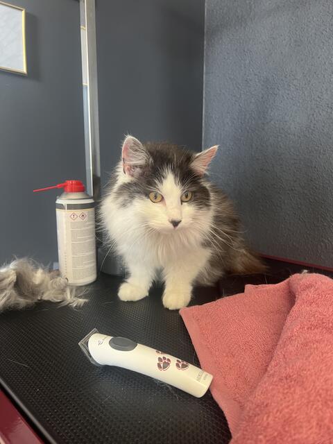 Victoria Winkler: Bei "Paw Styler" bekommen Hunde und sogar Katzen eine ...