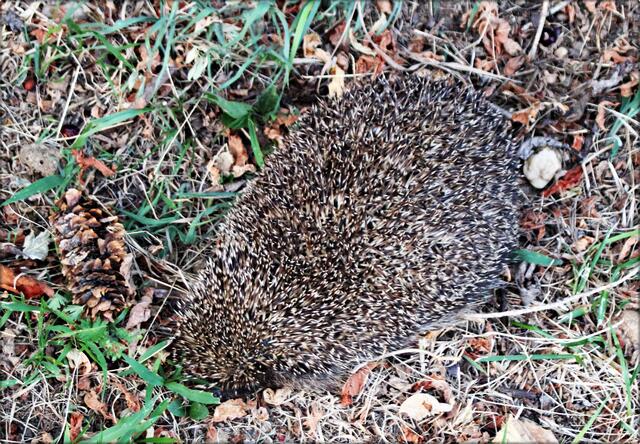 „Der Igel ist vom Aussterben bedroht!“ - St. Veit