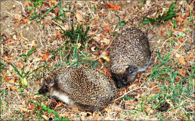„Der Igel ist vom Aussterben bedroht!“ - St. Veit
