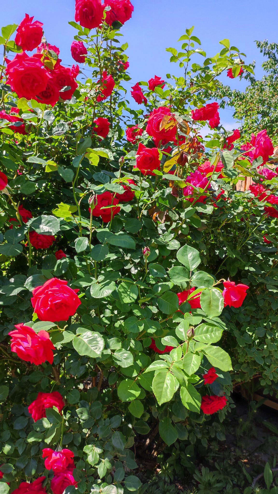Betörende Düfte von dornigen Schönheiten: Die Königin der Blumen ...