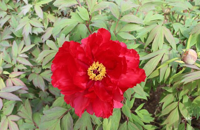 Pfingstrosen: Rote Pfingstrosen leuchten wie ein Feuerwerk und sind ein ...