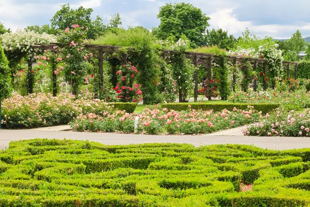 Doblhoffpark: Doblhoffpark Rosarium Baden - Liesing
