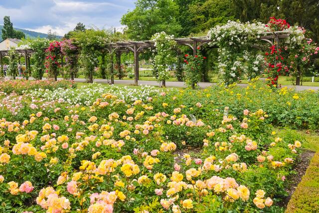 Doblhoffpark: Doblhoffpark Rosarium Baden - Liesing