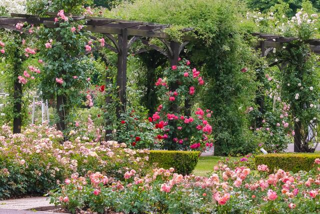 Doblhoffpark: Doblhoffpark Rosarium Baden - Liesing
