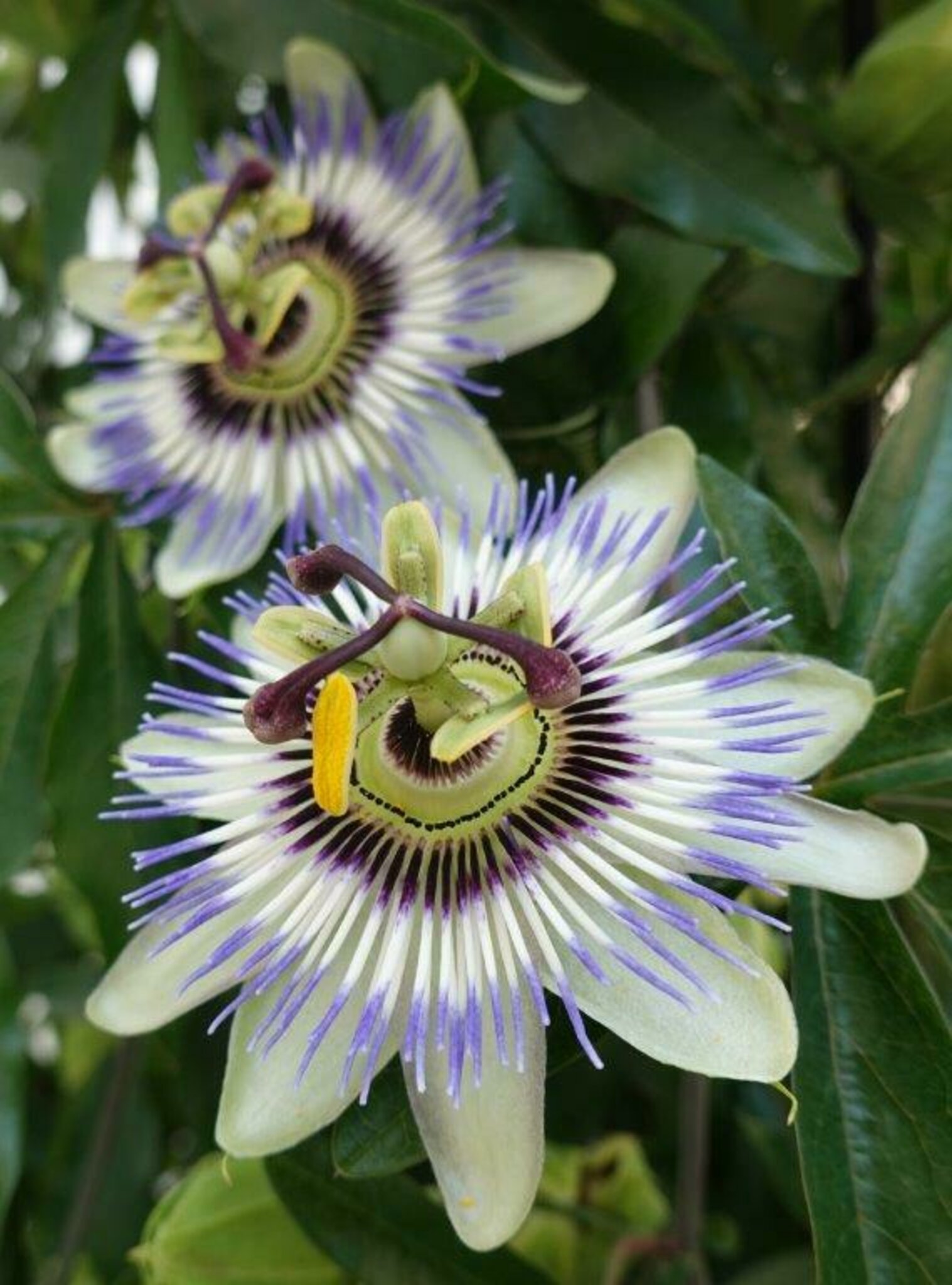 Garten: Exoten - Favoriten