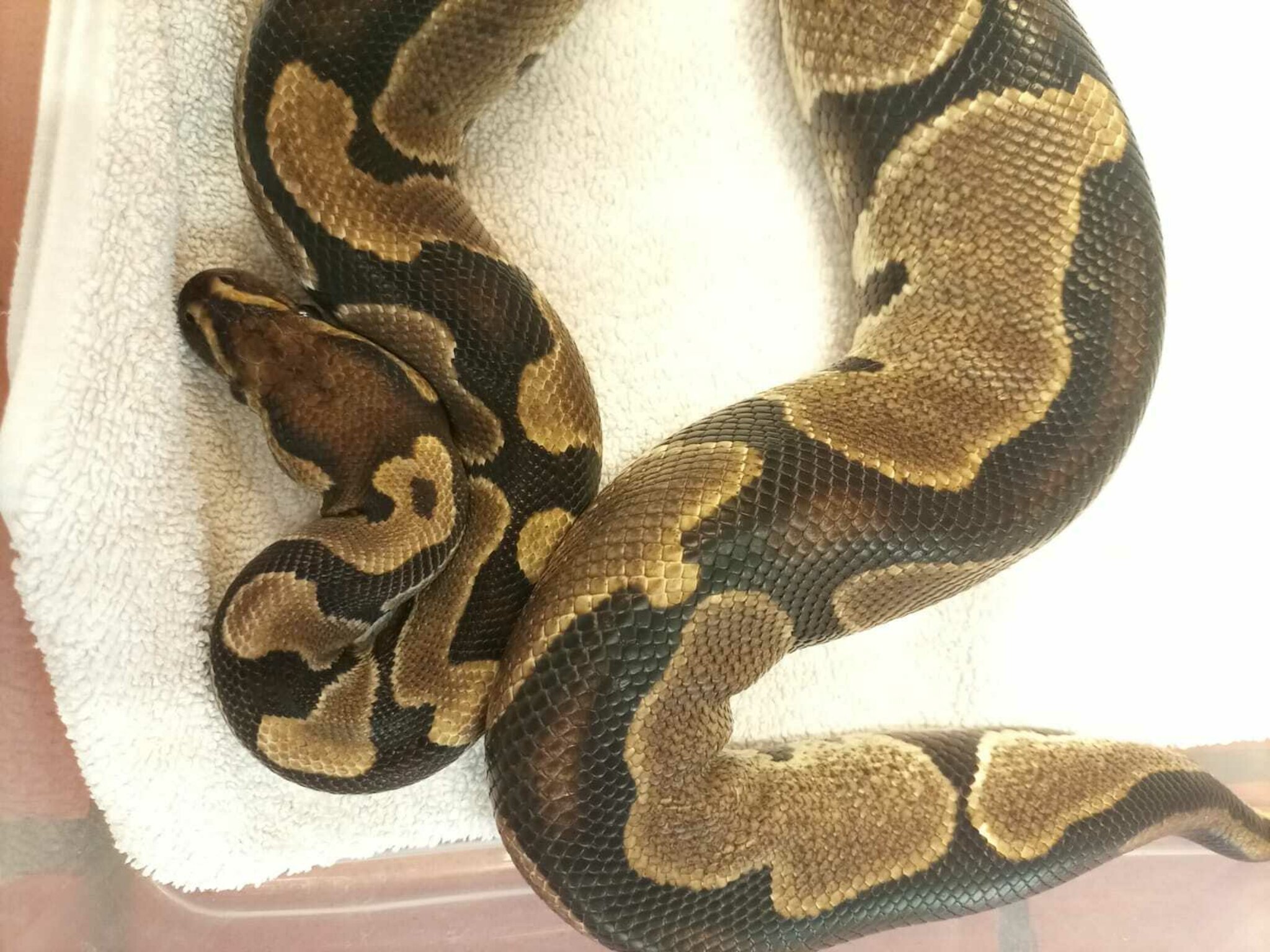 Python gerettet: Ungewollte Schlangen und ihr Weg ins Haus der Natur ...