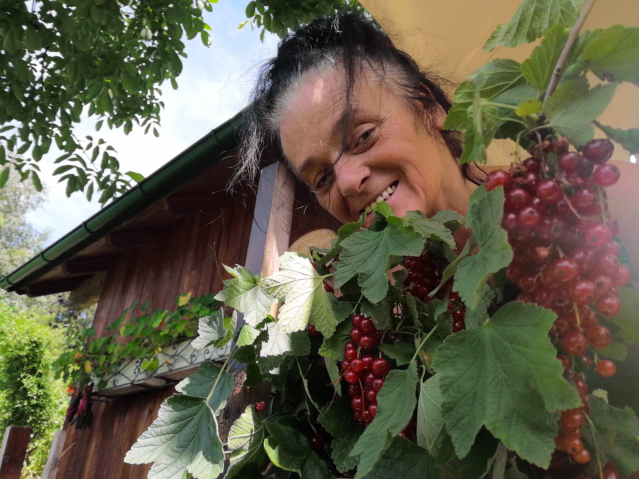 Urli's Lieblingsfrüchte: Urli's Geheimtipps auch für's Ribisel ernten ...