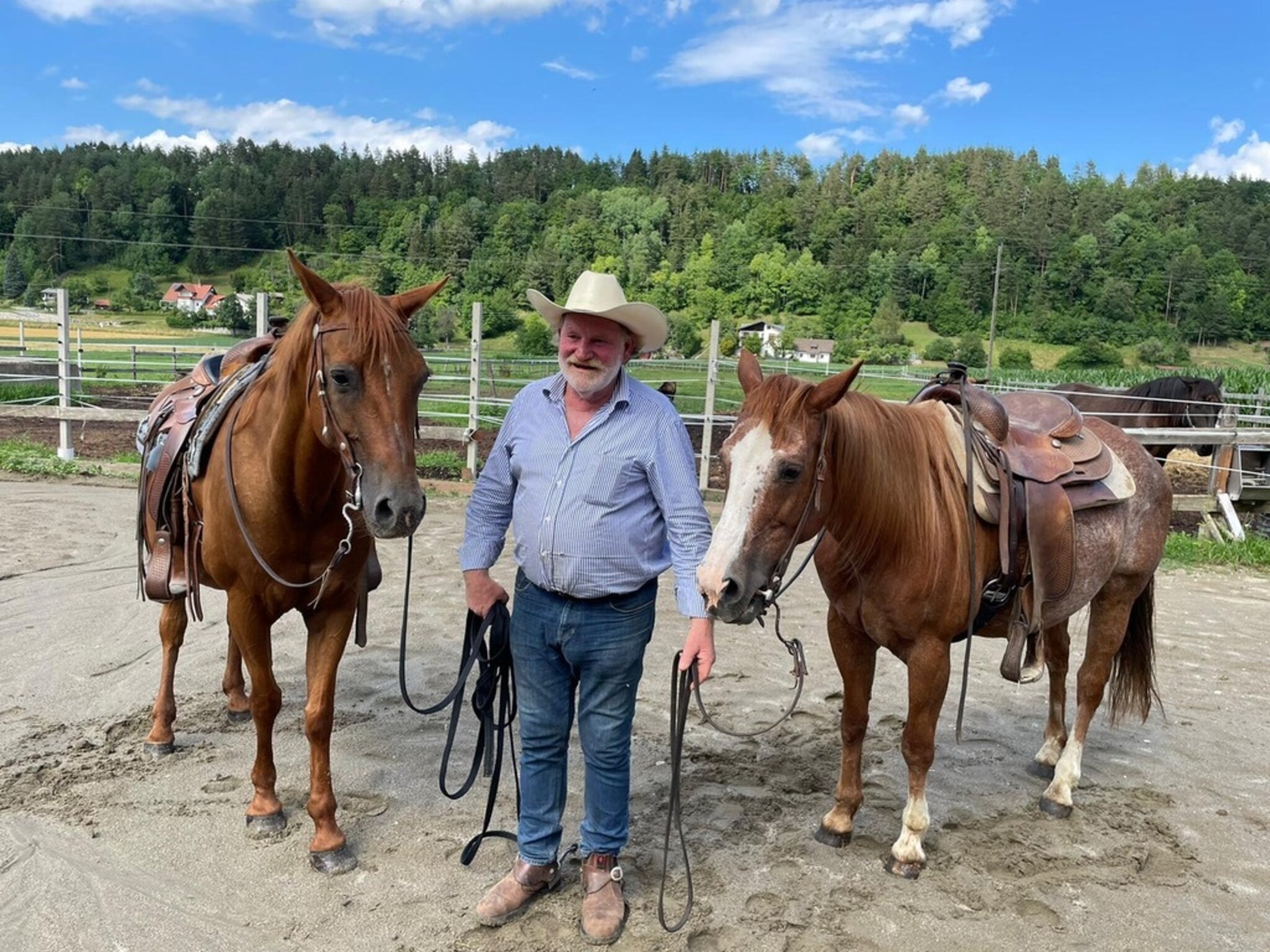AF Ranch von Alfred Feistritzer: Vom Haflinger zum Quarter Horse ...