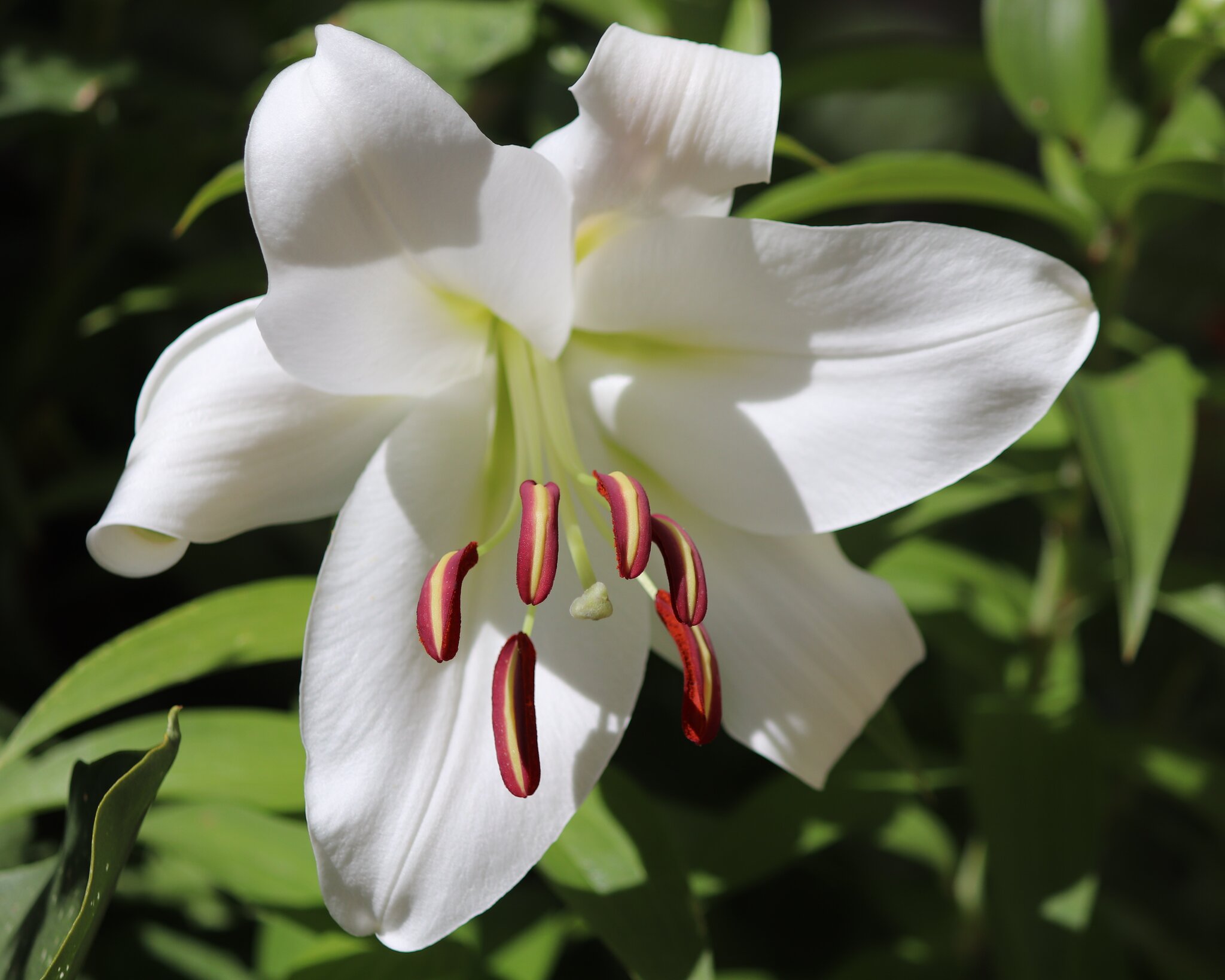 Weiße Lilien - Korneuburg