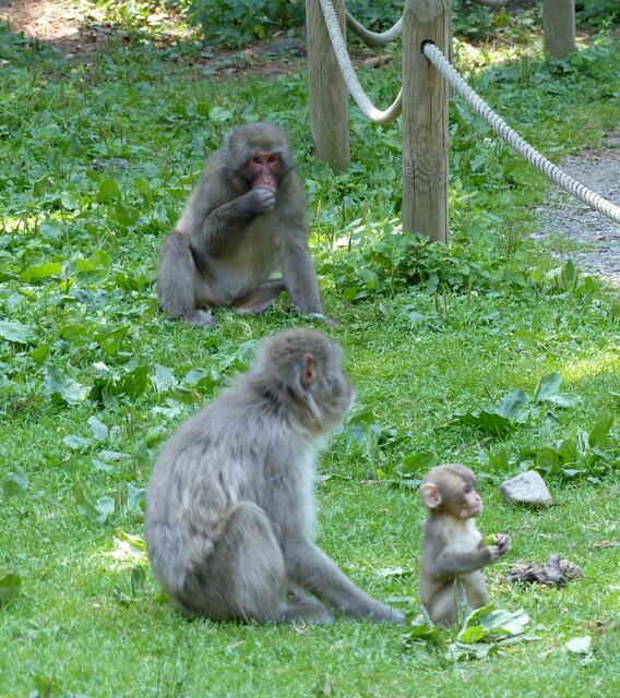 Affenberg Landskron - Villach Land