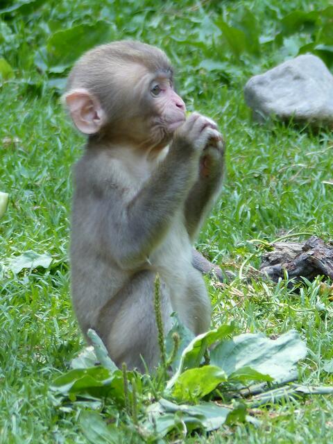 Affenberg Landskron - Villach Land