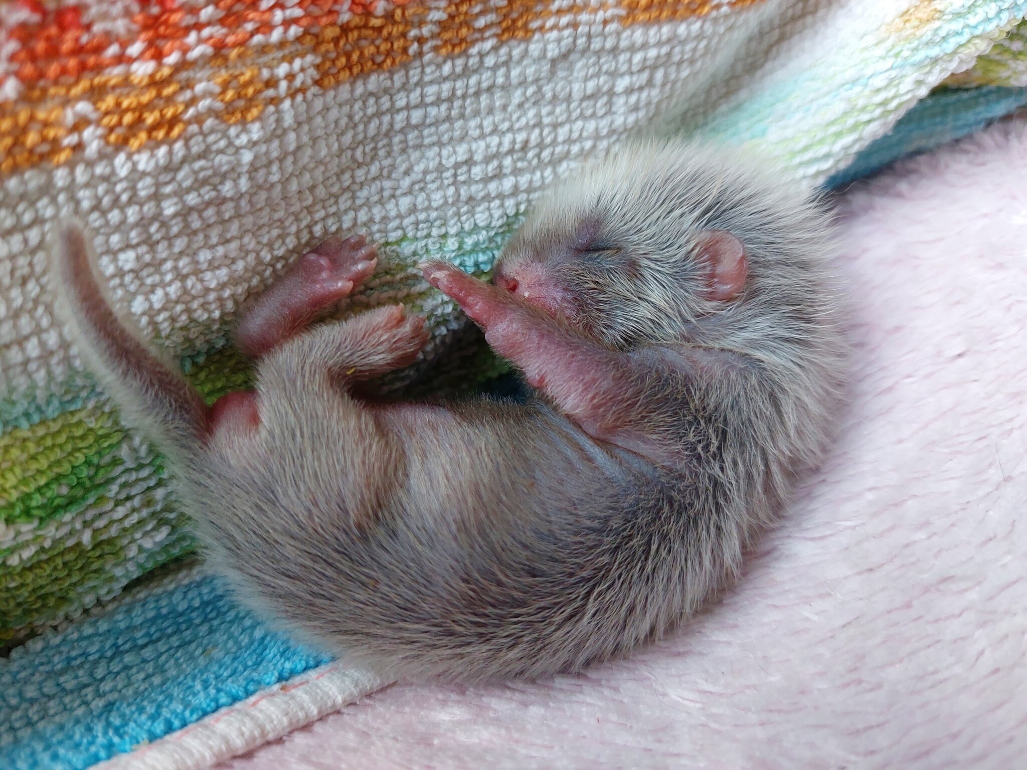 Obertrum: Iltis-Baby vor der Haustür - Flachgau