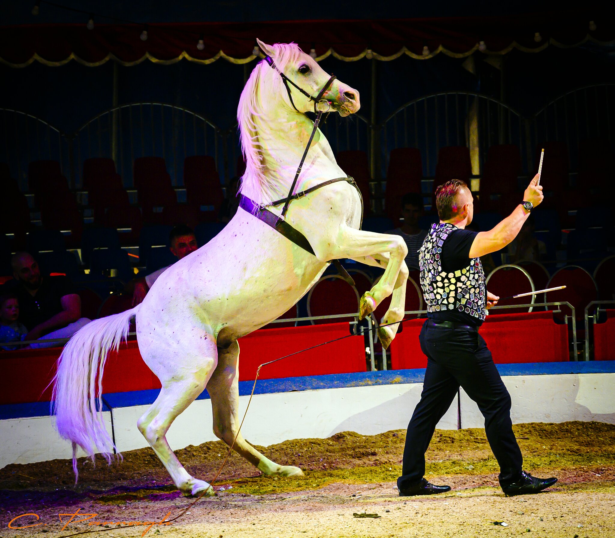 Manege frei ab 1. September: Der Circus Safari gastiert in Wiener ...