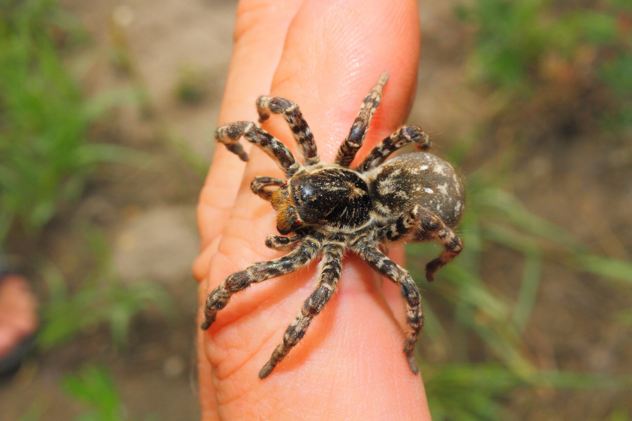 Brunnenfeld Mitterndorf: Die EVN entdeckte eine Südrussische Tarantel ...