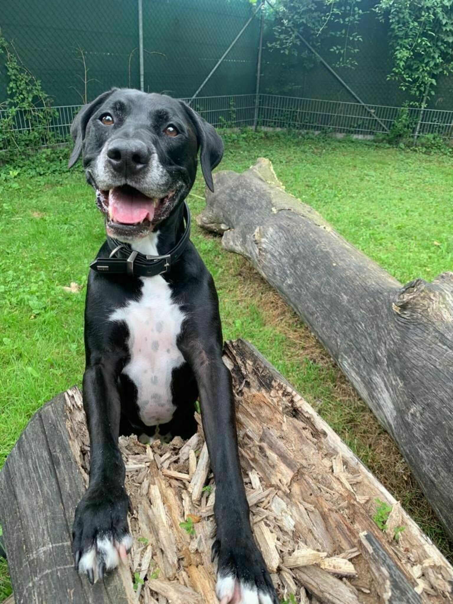 "Wer will mich" aus dem Welser Tierheim: Tyler ist ein freundlicher und ...