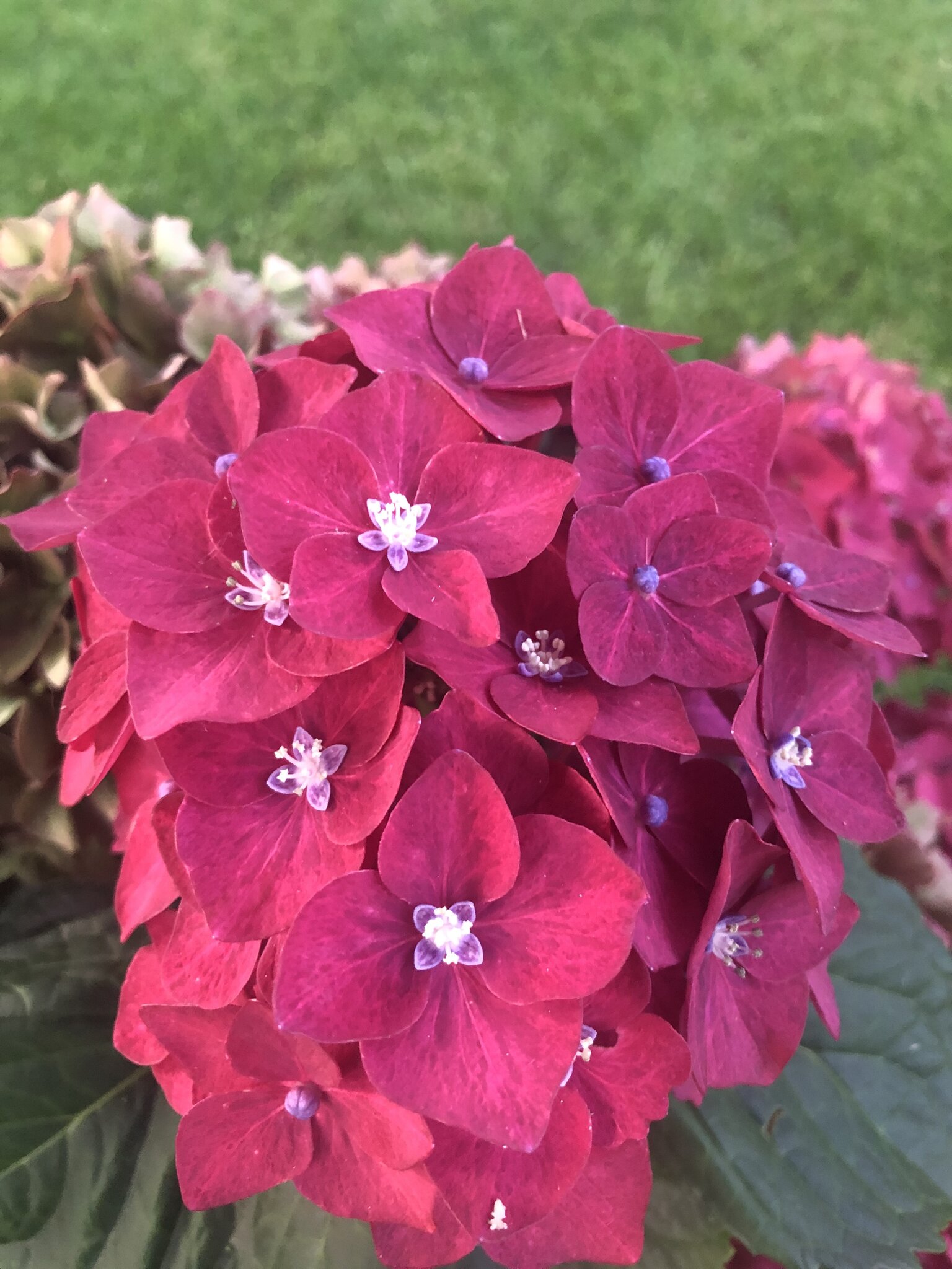 Blüten über Blüten 🌺💐🪷🌼🌹: Einfach herrlich was uns die Natur schenkt ...