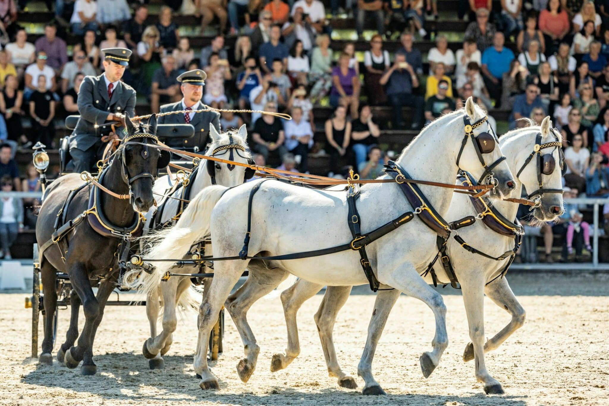 Fest der Lipizzaner: Zuerst Piber, dann Europa-Tournee der Lipizzaner ...